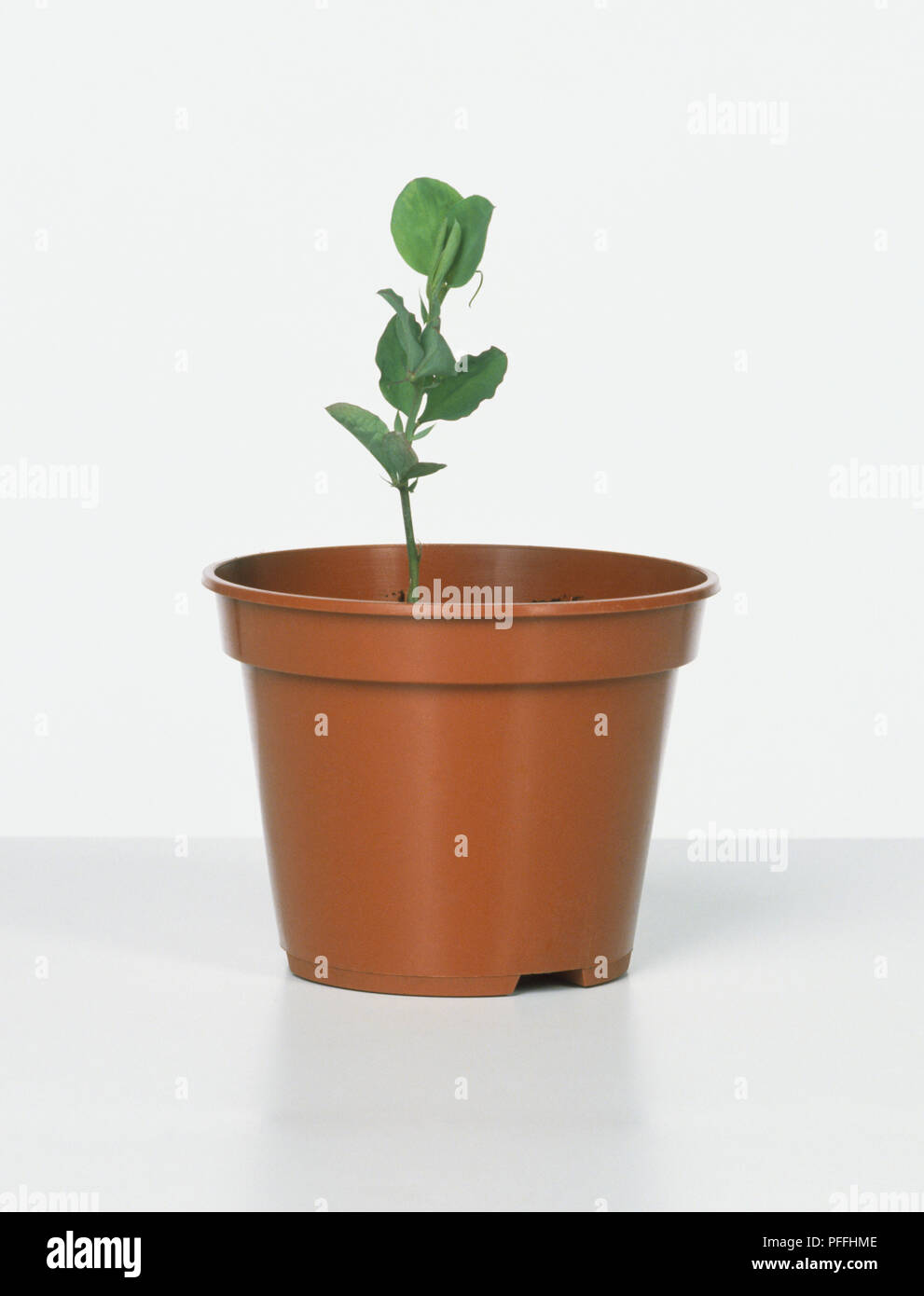Potted rubber plant, seedling Stock Photo - Alamy