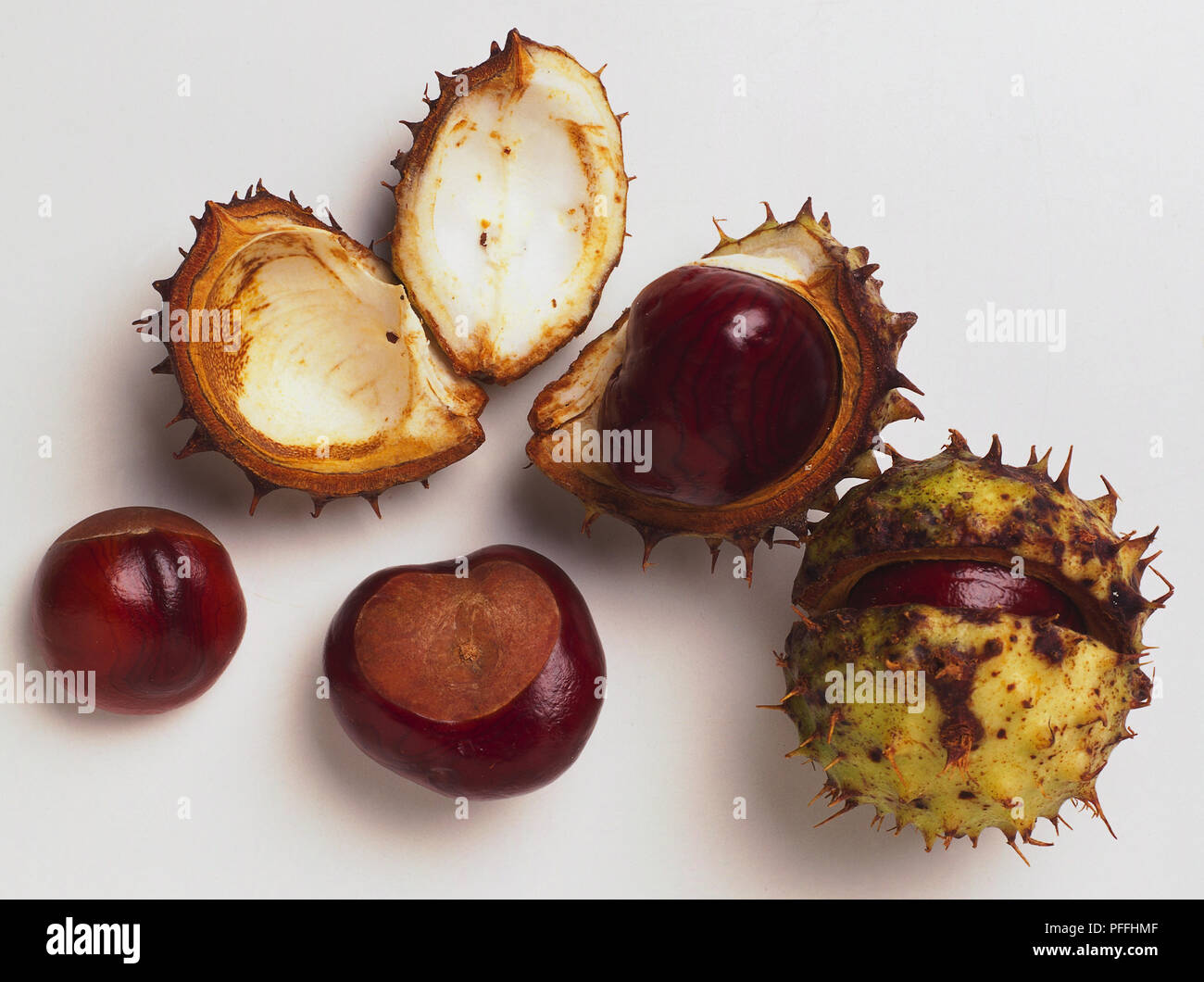 Conkers autumn tree hi-res stock photography and images - Alamy