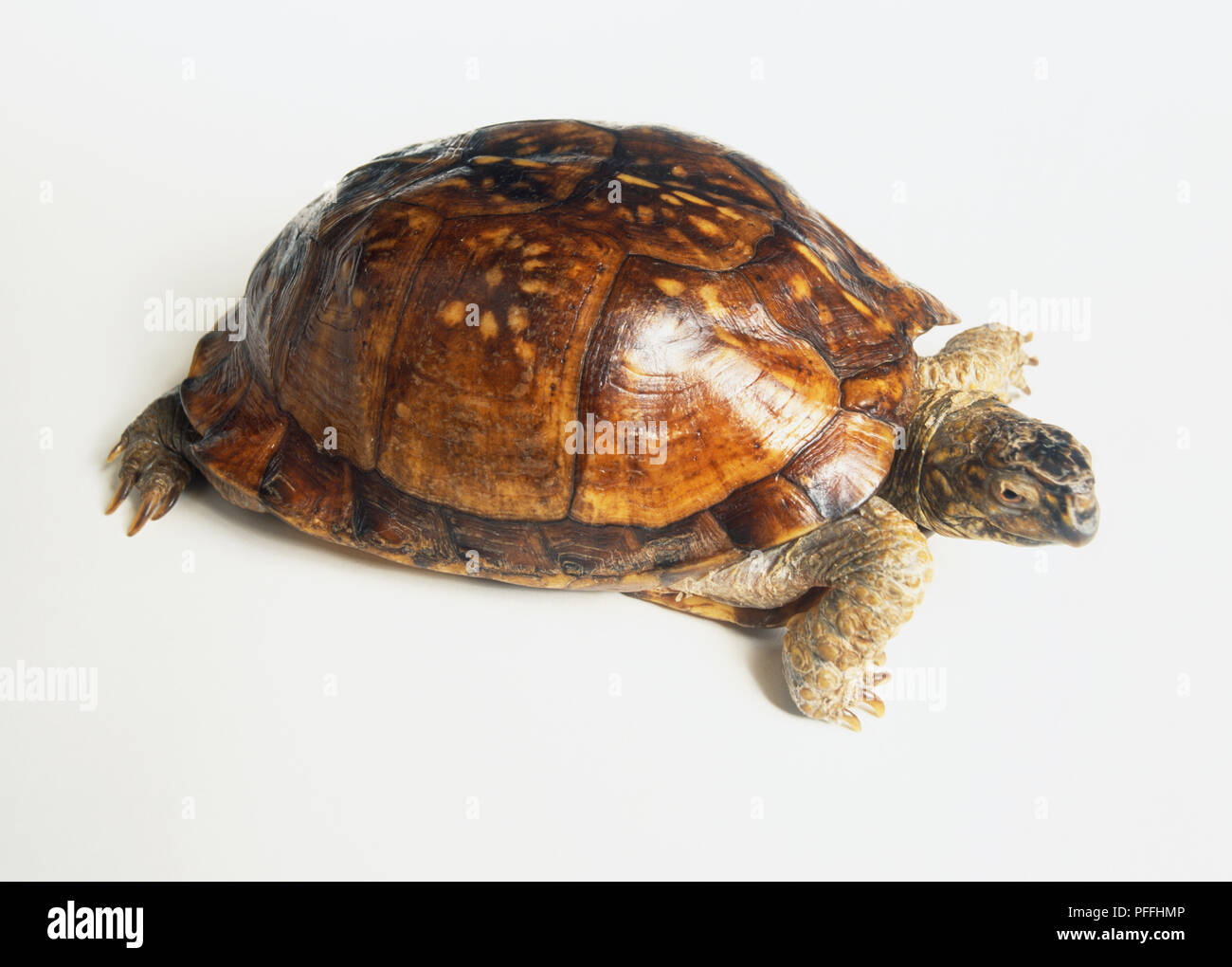 Common Box Turtle (Terrapene carolina major Stock Photo - Alamy