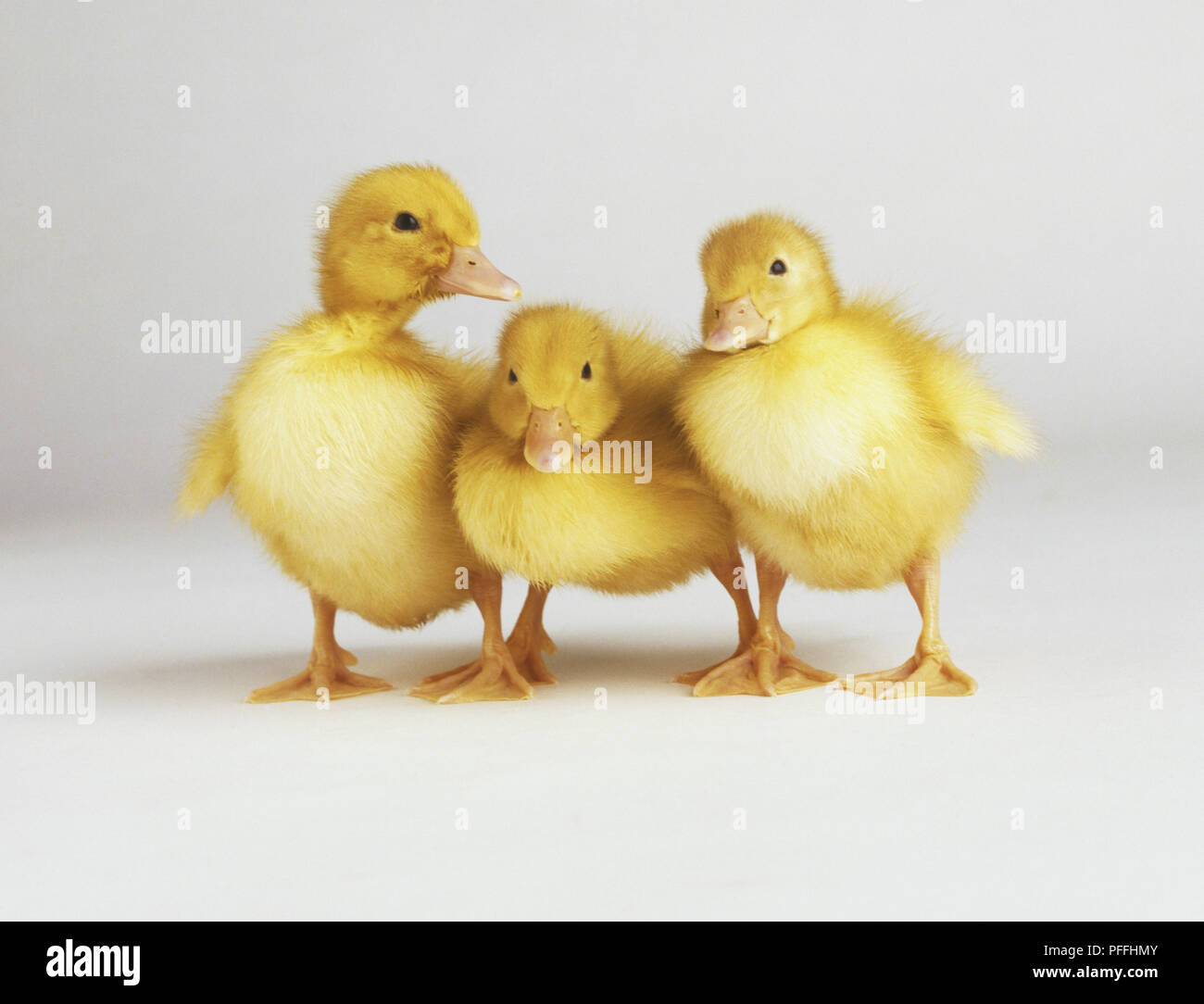 Three cute ducklings hi-res stock photography and images - Alamy