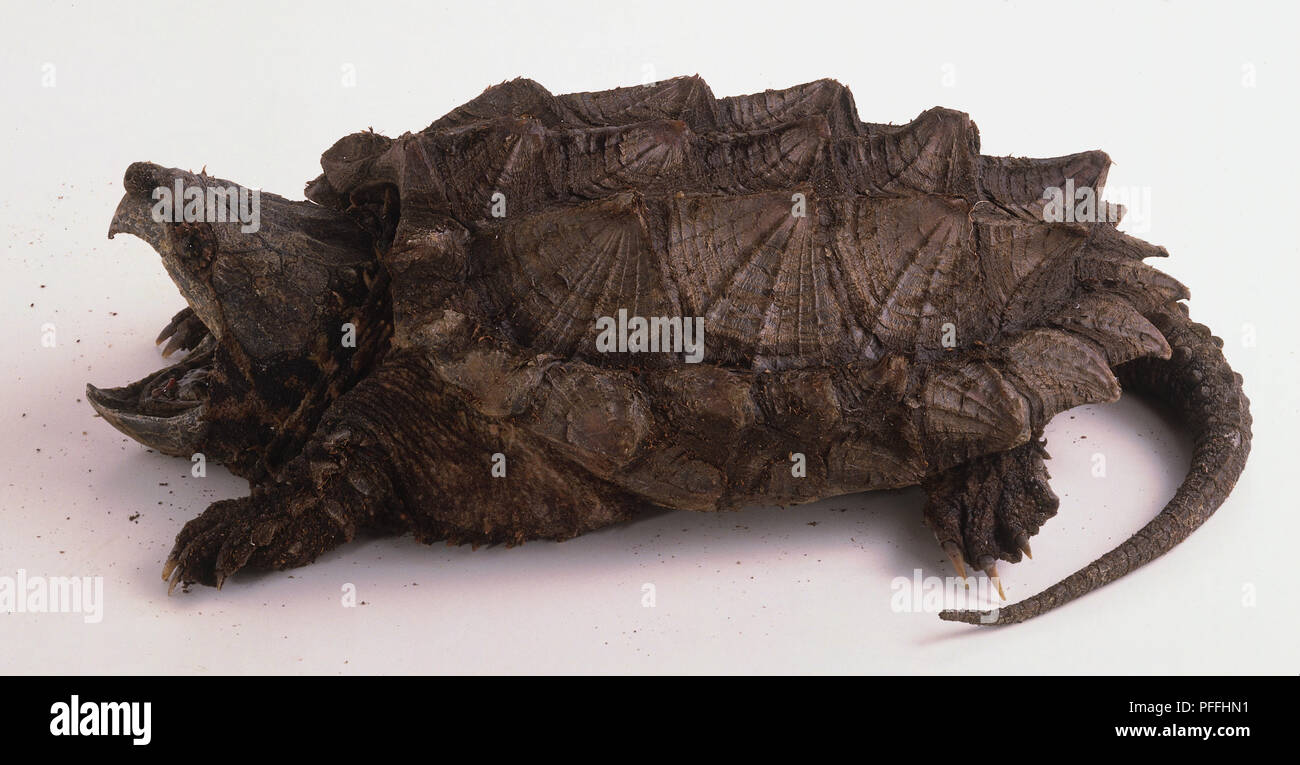 Tongue projection hi-res stock photography and images - Alamy