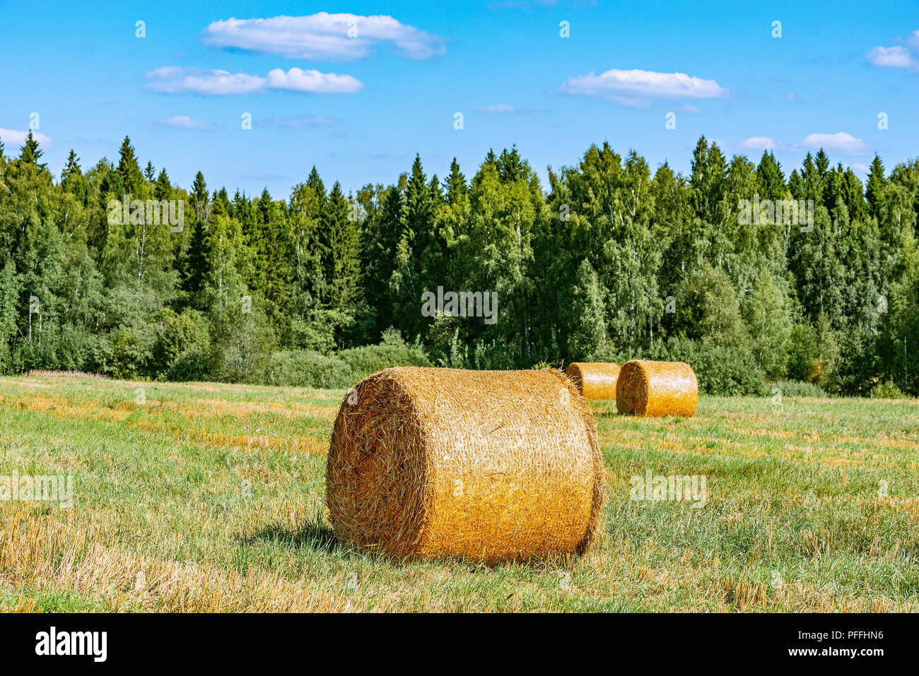 Hay bale. Agriculture field with the forest and sky. Rural nature in ...
