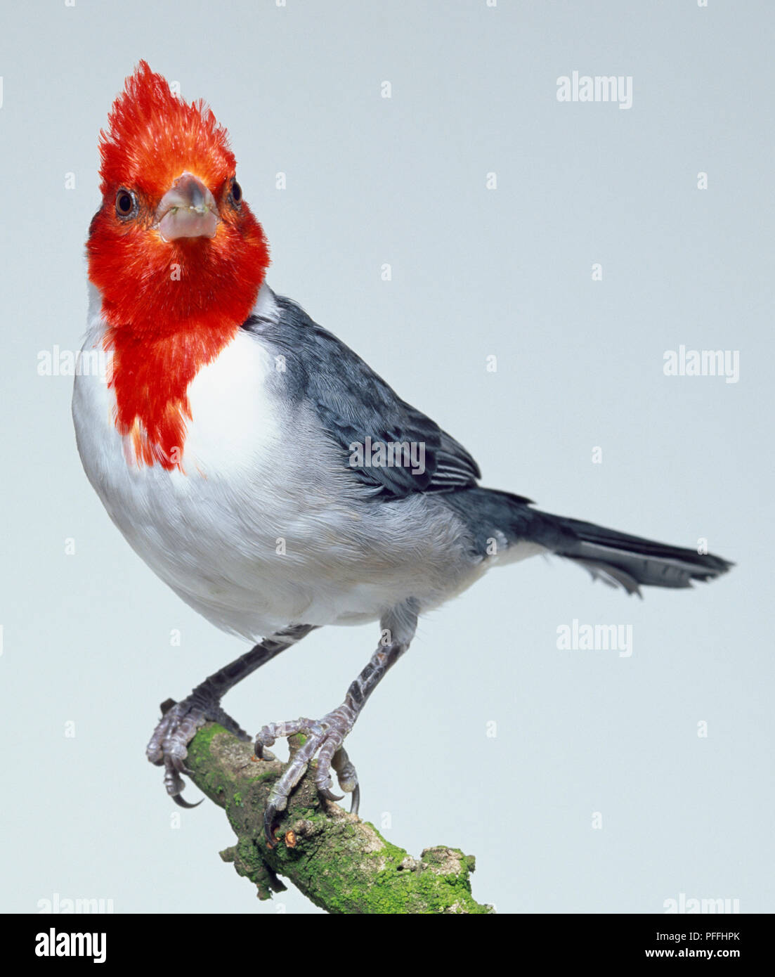 Front/side view of a Red-Crested Cardinal, perching on a lichen-covered ...