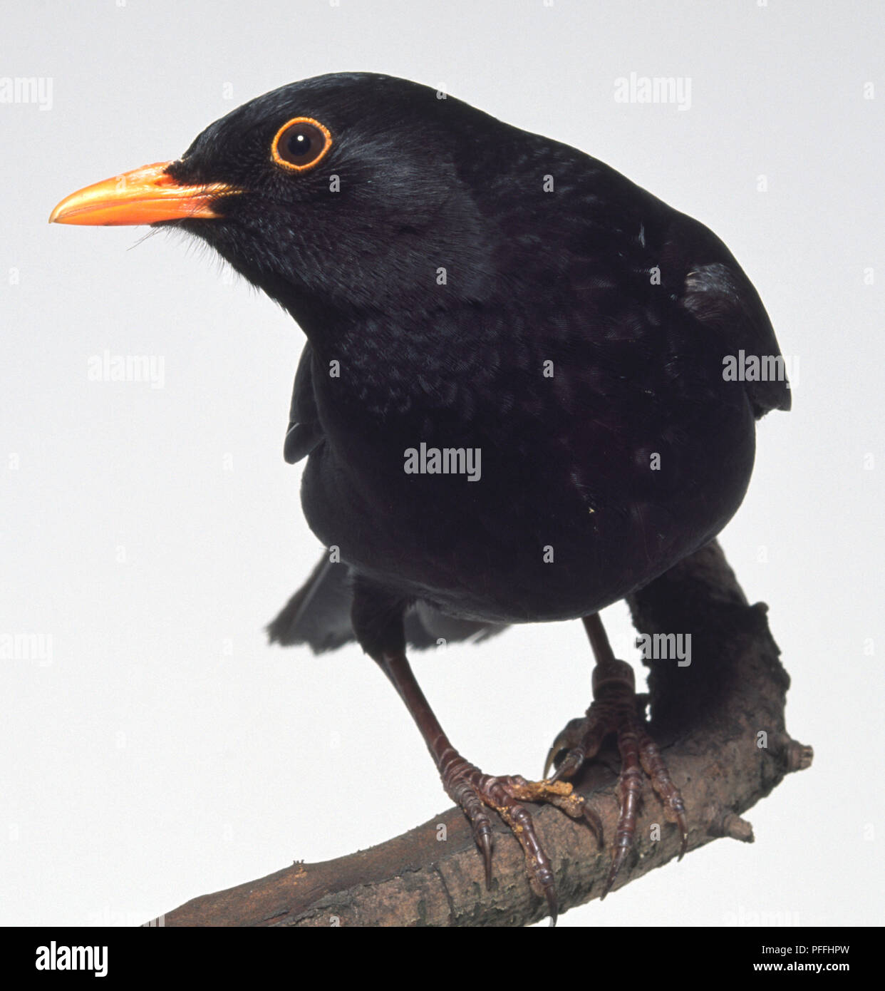Front view of a male Eurasian Blackbird, perching on a thin branch ...
