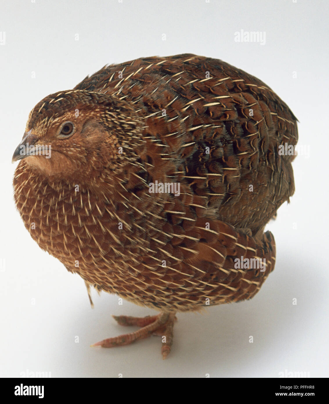 Side overhead view of a Japanese Quail, with head facing forwards Stock ...