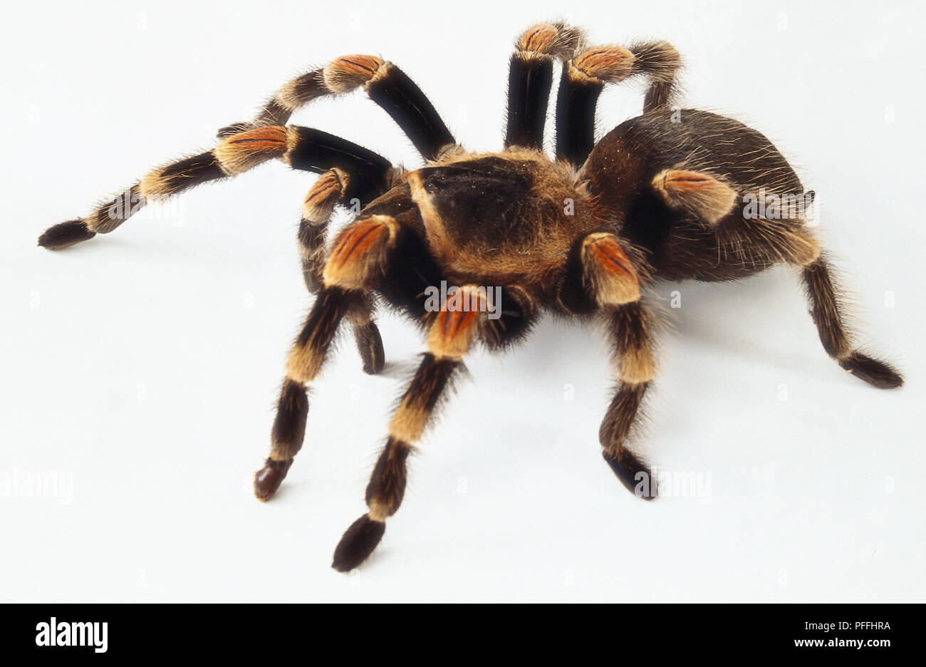 Side view of a tarantula hi-res stock photography and images - Alamy