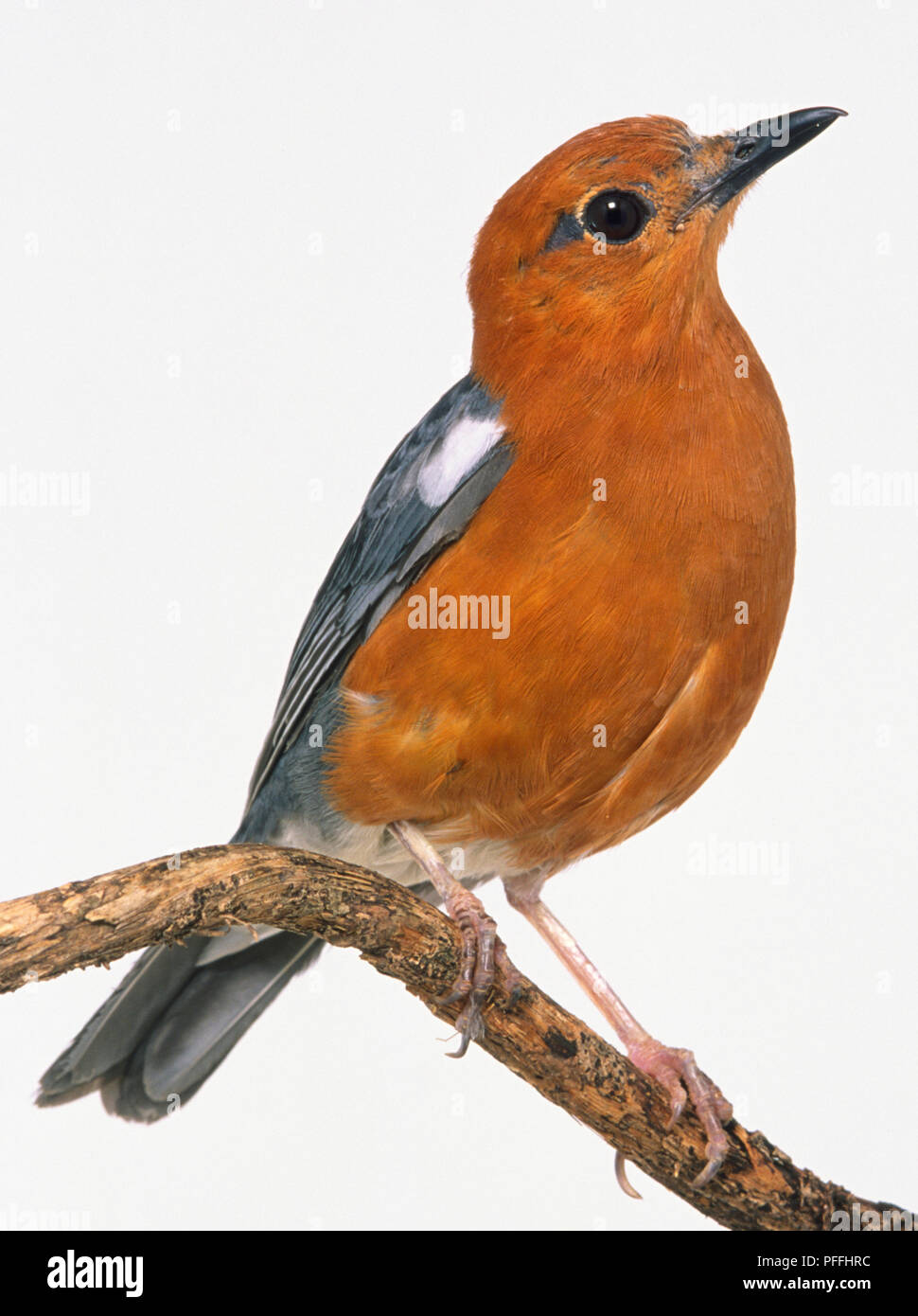 Front side view of a Orange-Headed Thrush, perched on a thin branch ...