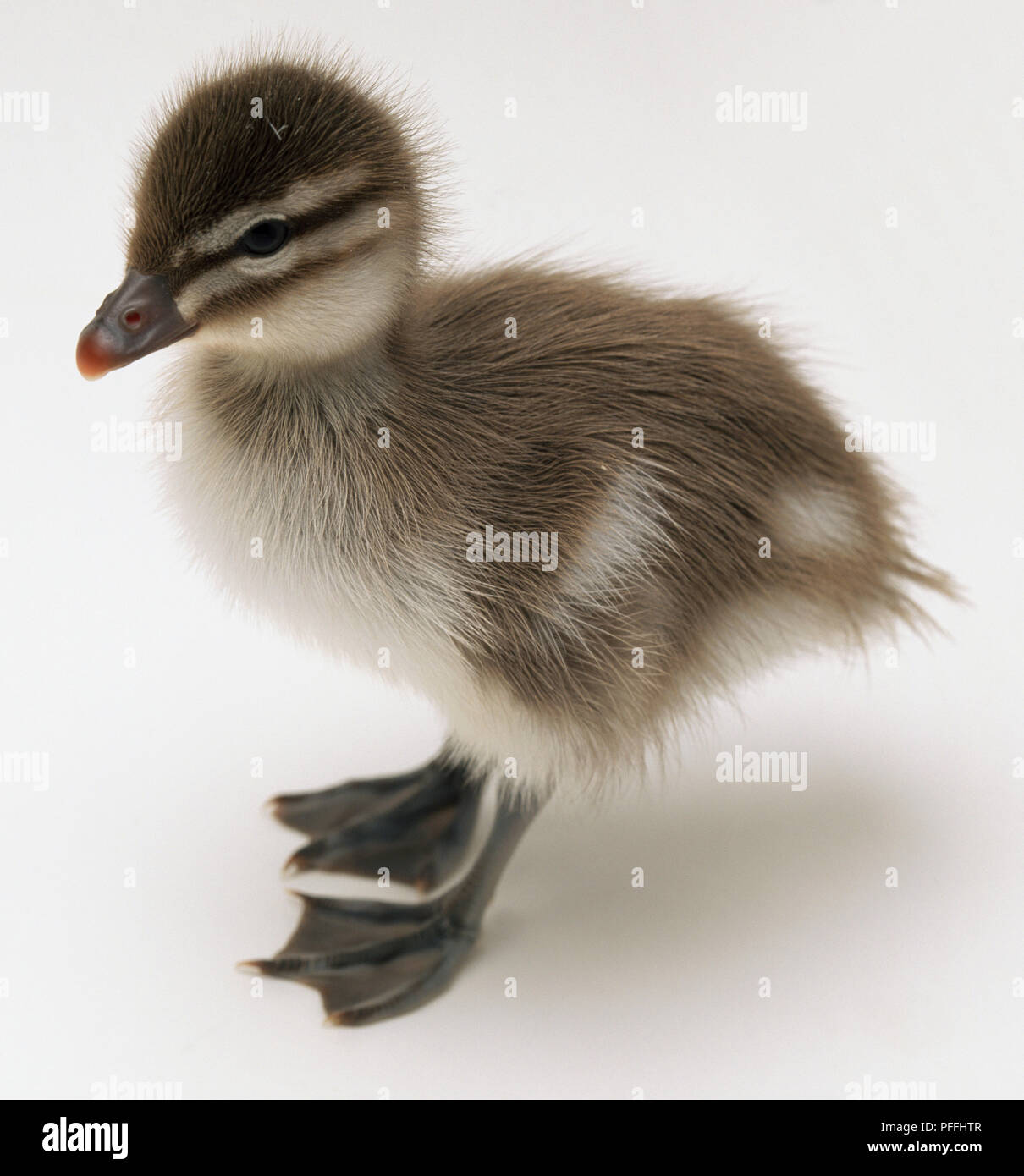 Side, overhead view of a three-day-old Maned duckling with head in ...