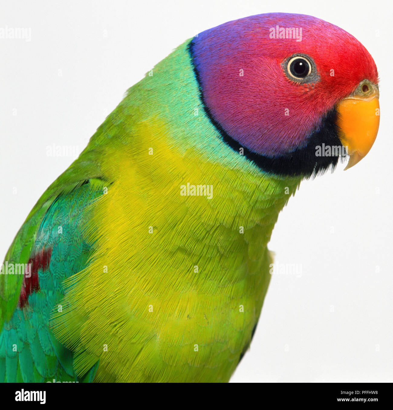 Plum head parrot hi-res stock photography and images - Alamy