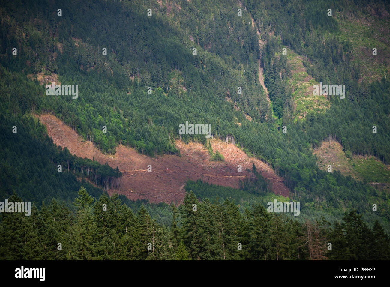 Climate change forest hi-res stock photography and images - Alamy