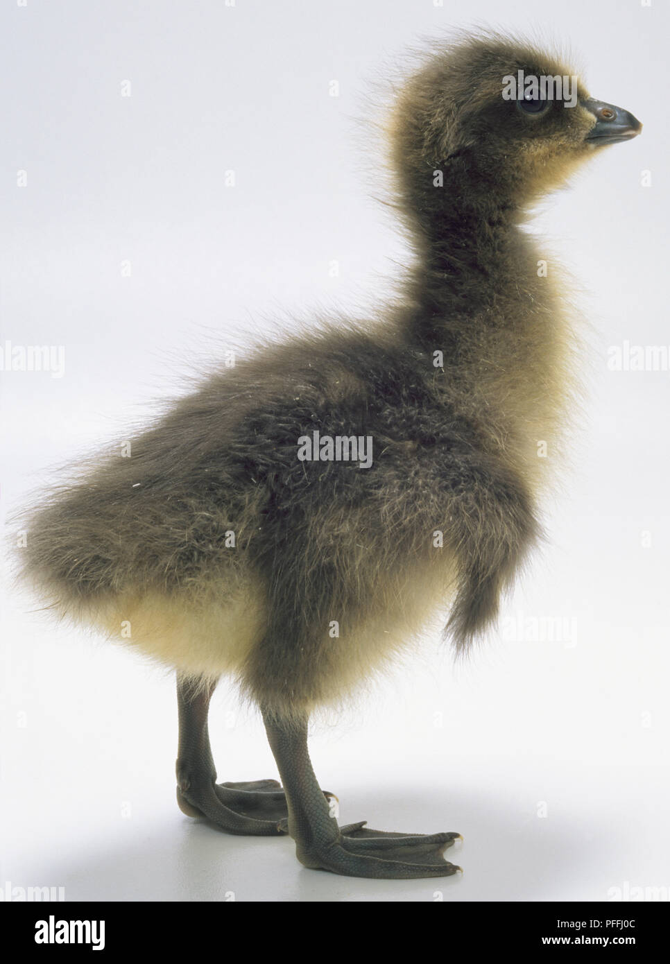 Side view of a two-day-old gosling of the Red-Breasted Goose, with head ...