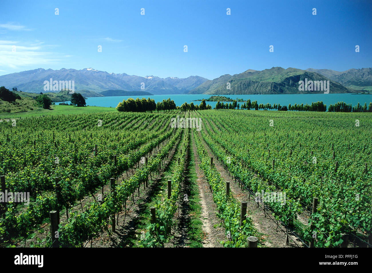 Vineyard on the shores of Lake Wanaka, South Island, New Zealand. The ...