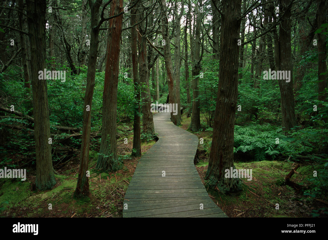 White cedar swamp hi-res stock photography and images - Alamy