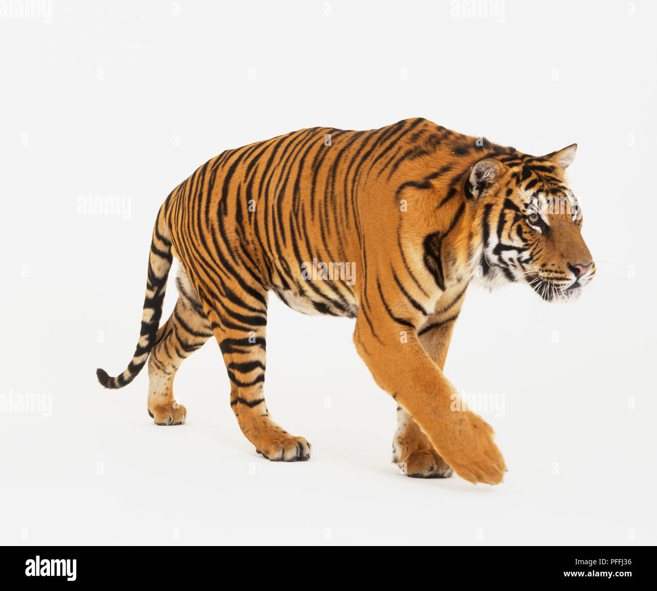 Tiger (Panthera Tigris) walking forwards, side view Stock Photo - Alamy