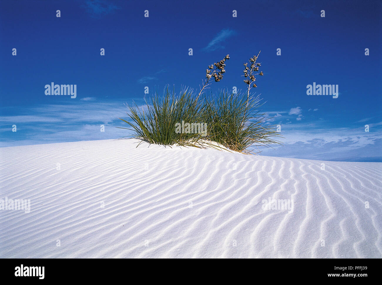 Soaptree yucca plant growing among the gypsum dune fields at White ...