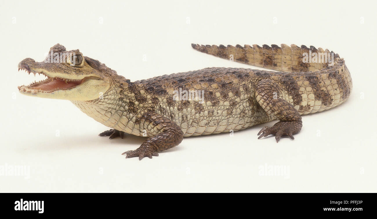 Spectacled Caiman Scales High Resolution Stock Photography and Images ...
