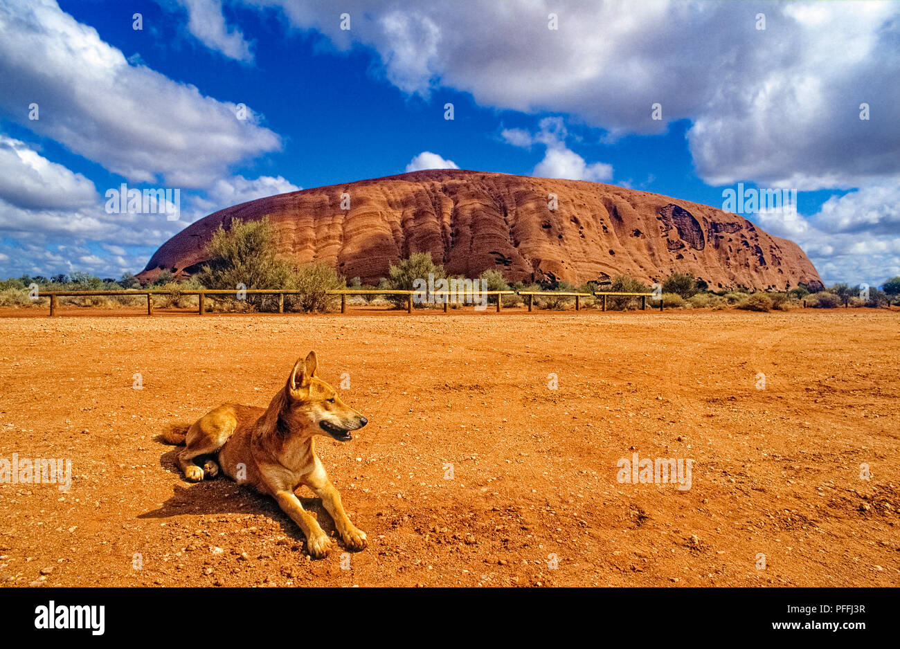 Australia Uluru - Ayers Rock Dingo Stock Photo - Alamy