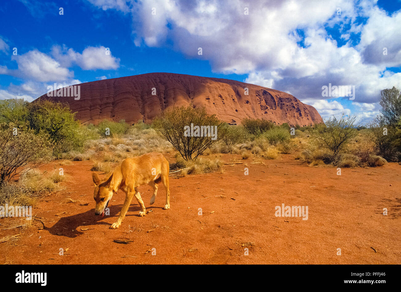 Australia Uluru - Ayers Rock Dingo Stock Photo - Alamy