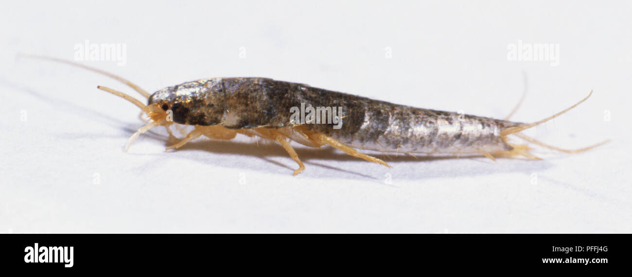 Close Up Silverfish Lepisma Saccharina High Resolution Stock ...