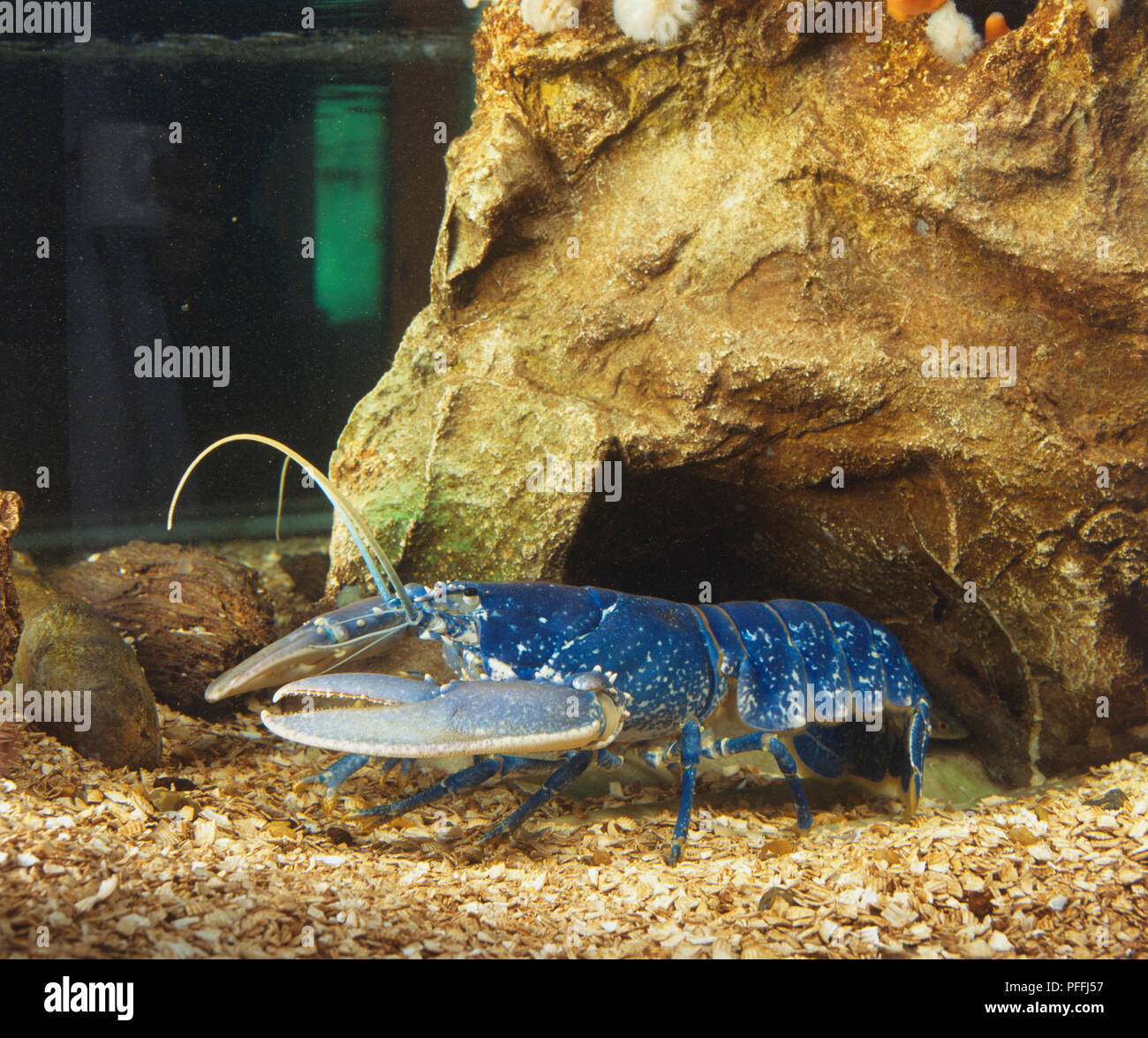 Homarus gammarus, Common Lobster emerging from underneath rock, side ...