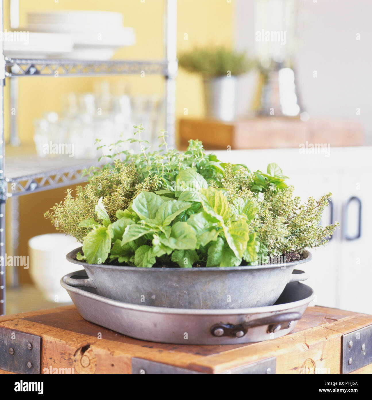 Old metal colander used as an improvised container planted with a ...