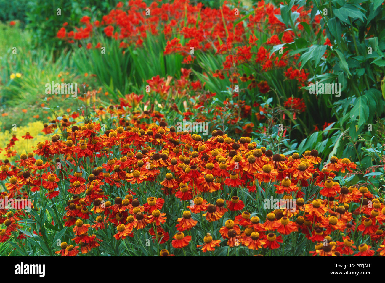 Red border plants hi-res stock photography and images - Alamy
