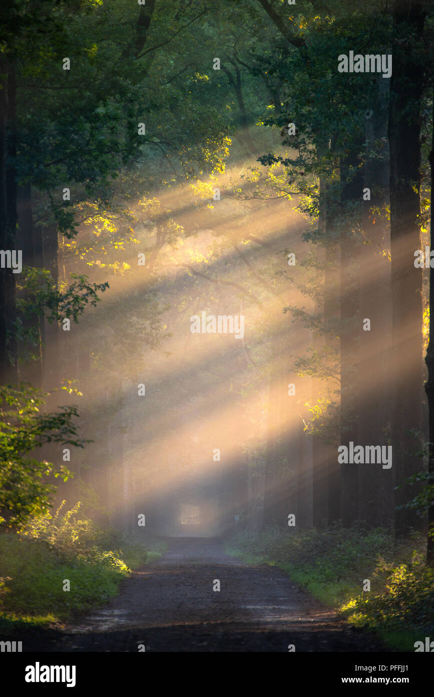 Light rays in forest hi-res stock photography and images - Alamy