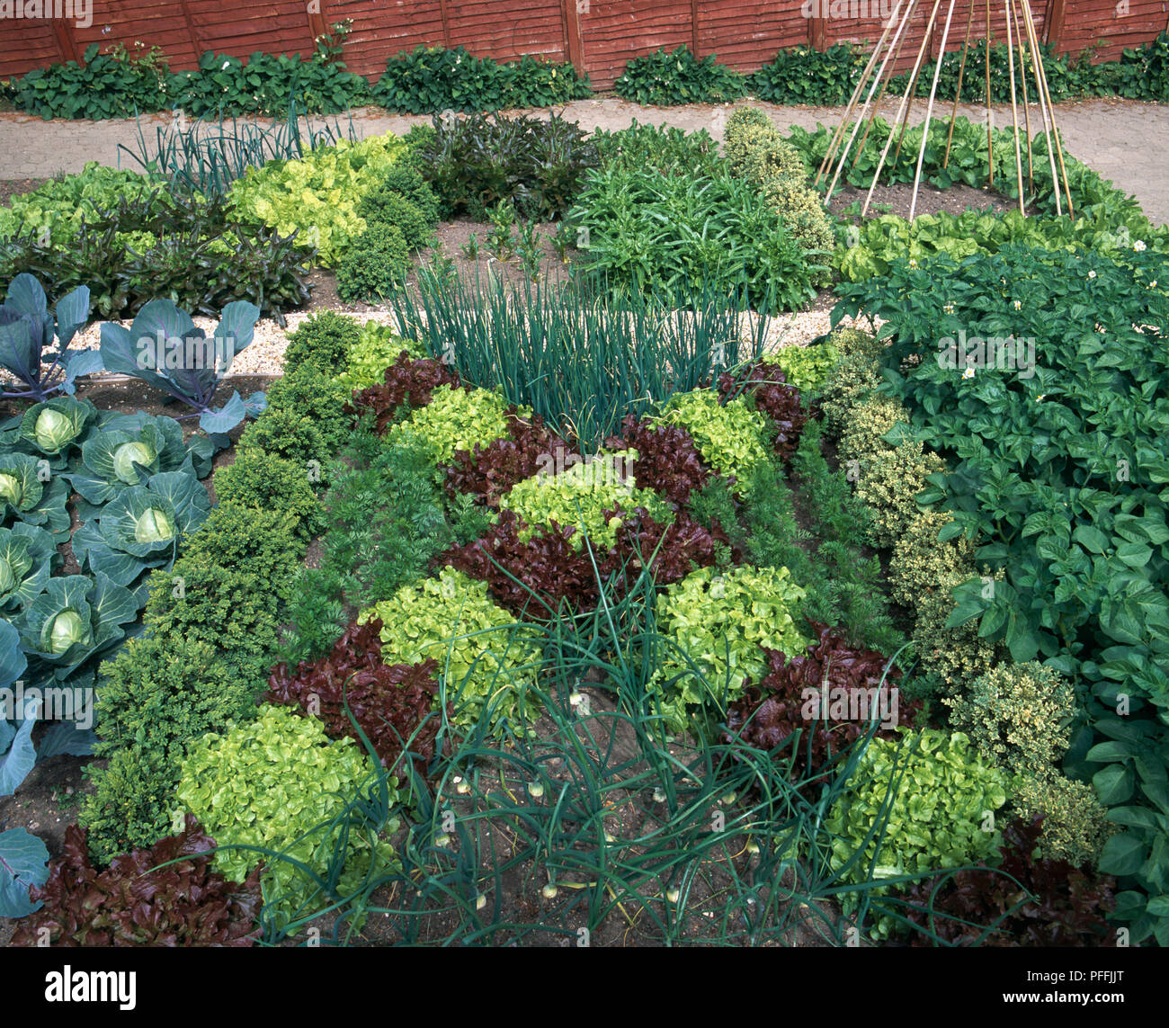 Vegetable plot containing various vegetables, including lettuces ...