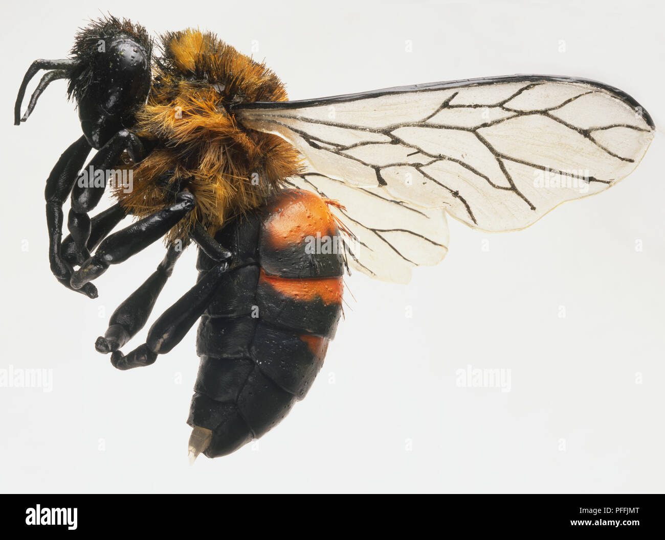 Bumlebee (Bombus sp.) in flight, side view Stock Photo - Alamy