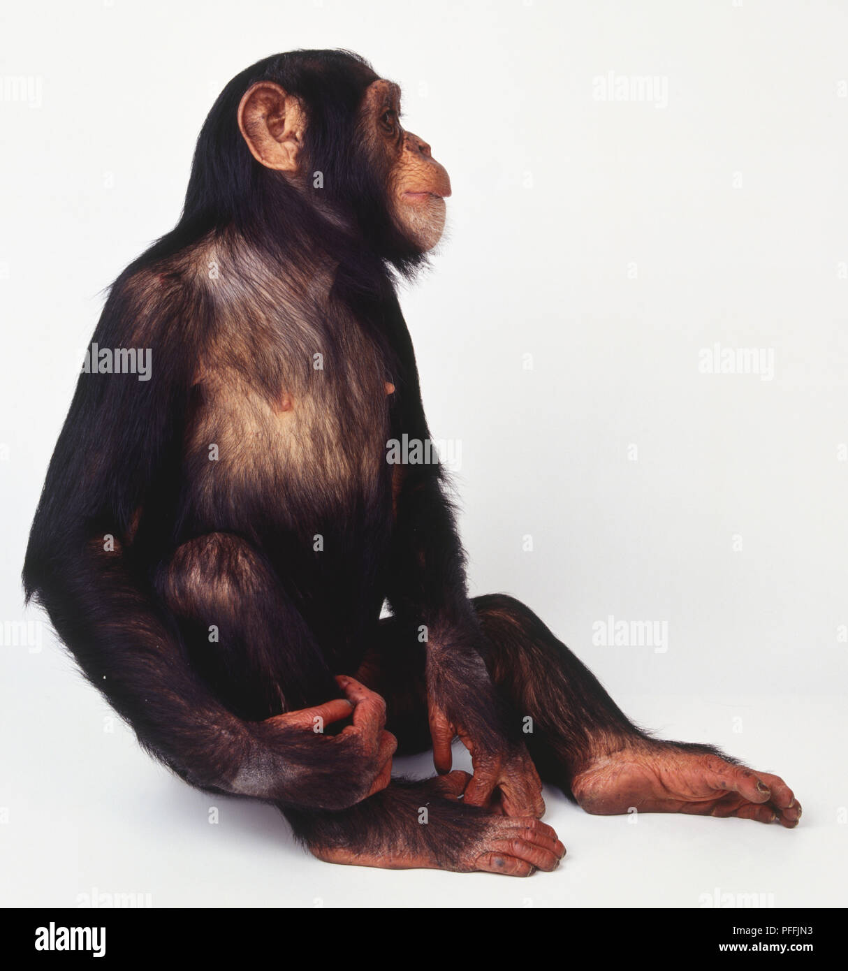 Relaxed chimpanzee hi-res stock photography and images - Alamy
