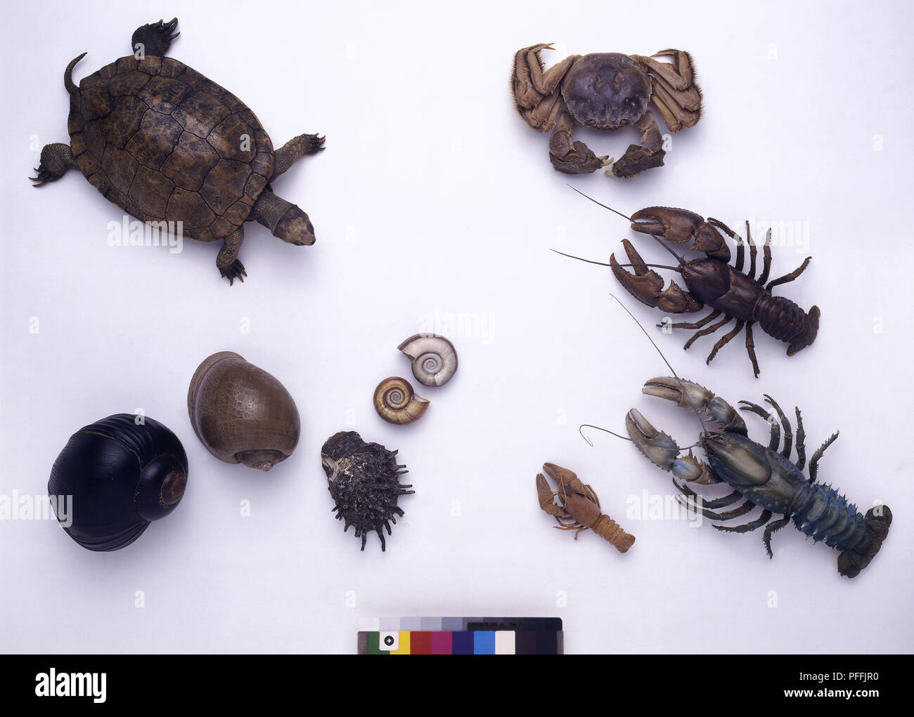 Various sea creatures, lobsters, mitten crabs, turtle and fossils Stock ...