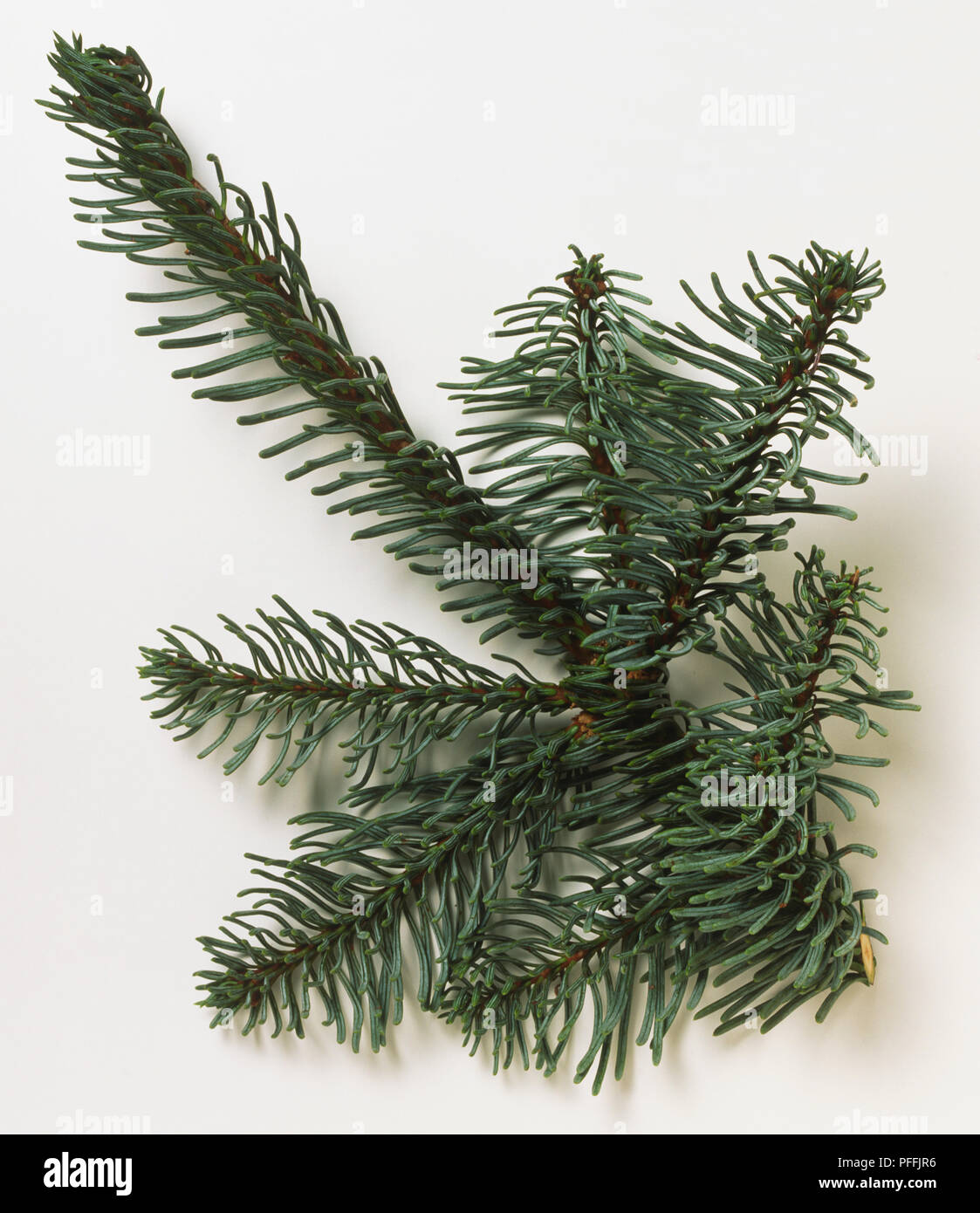 California red fir abies magnifica hi-res stock photography and images ...