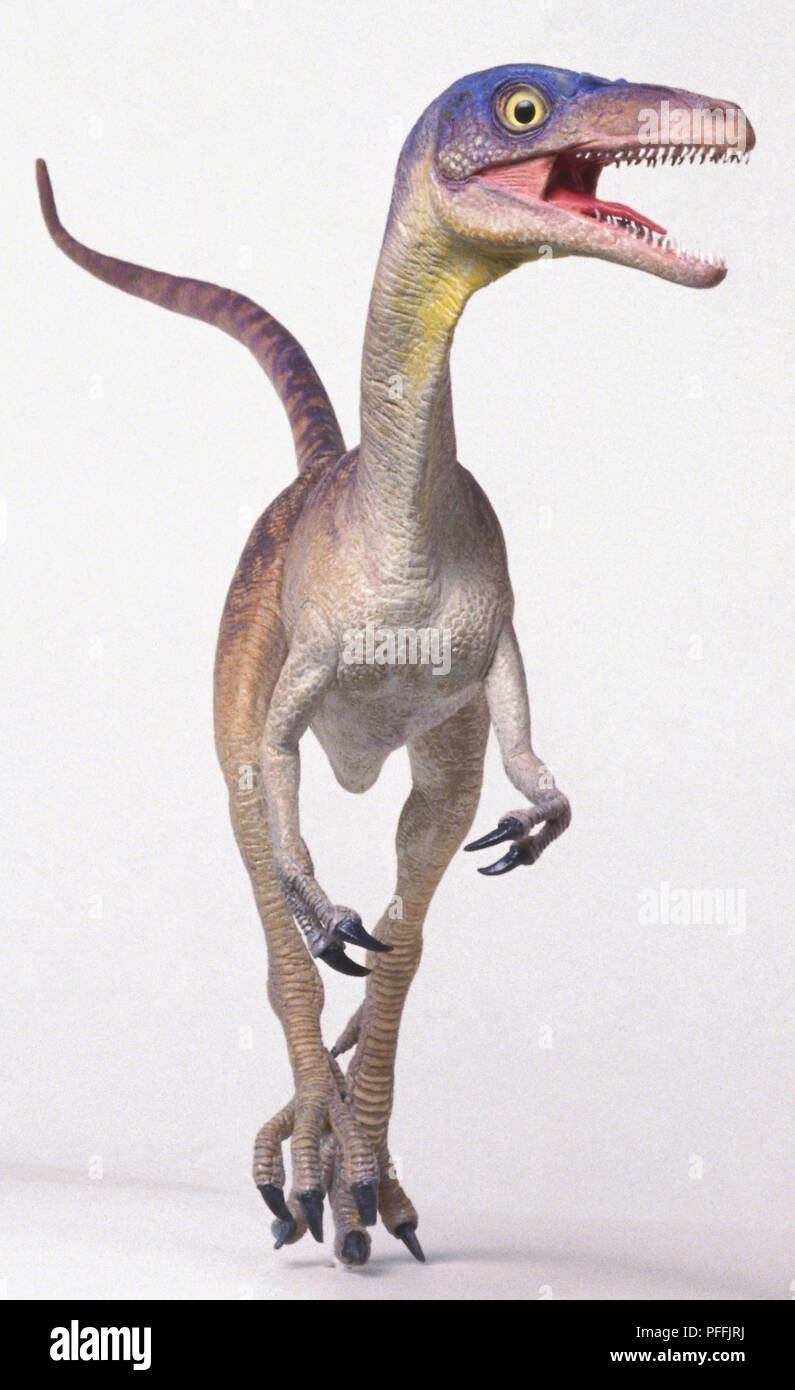 Compsognathus, front view with head turned to the side Stock Photo - Alamy