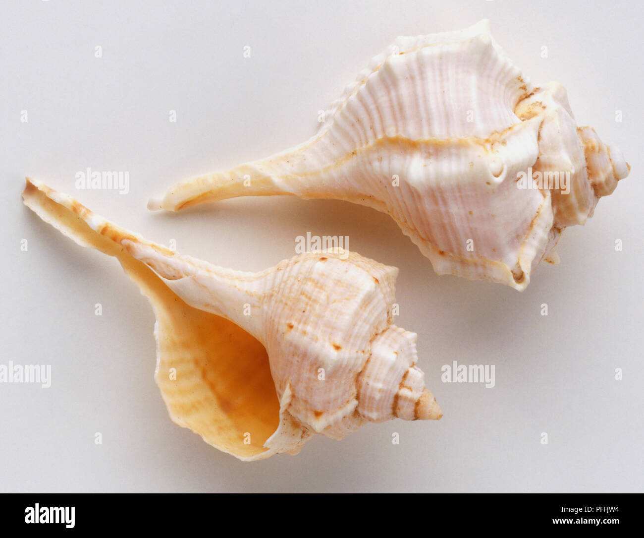 Image of sea shells hi-res stock photography and images - Alamy