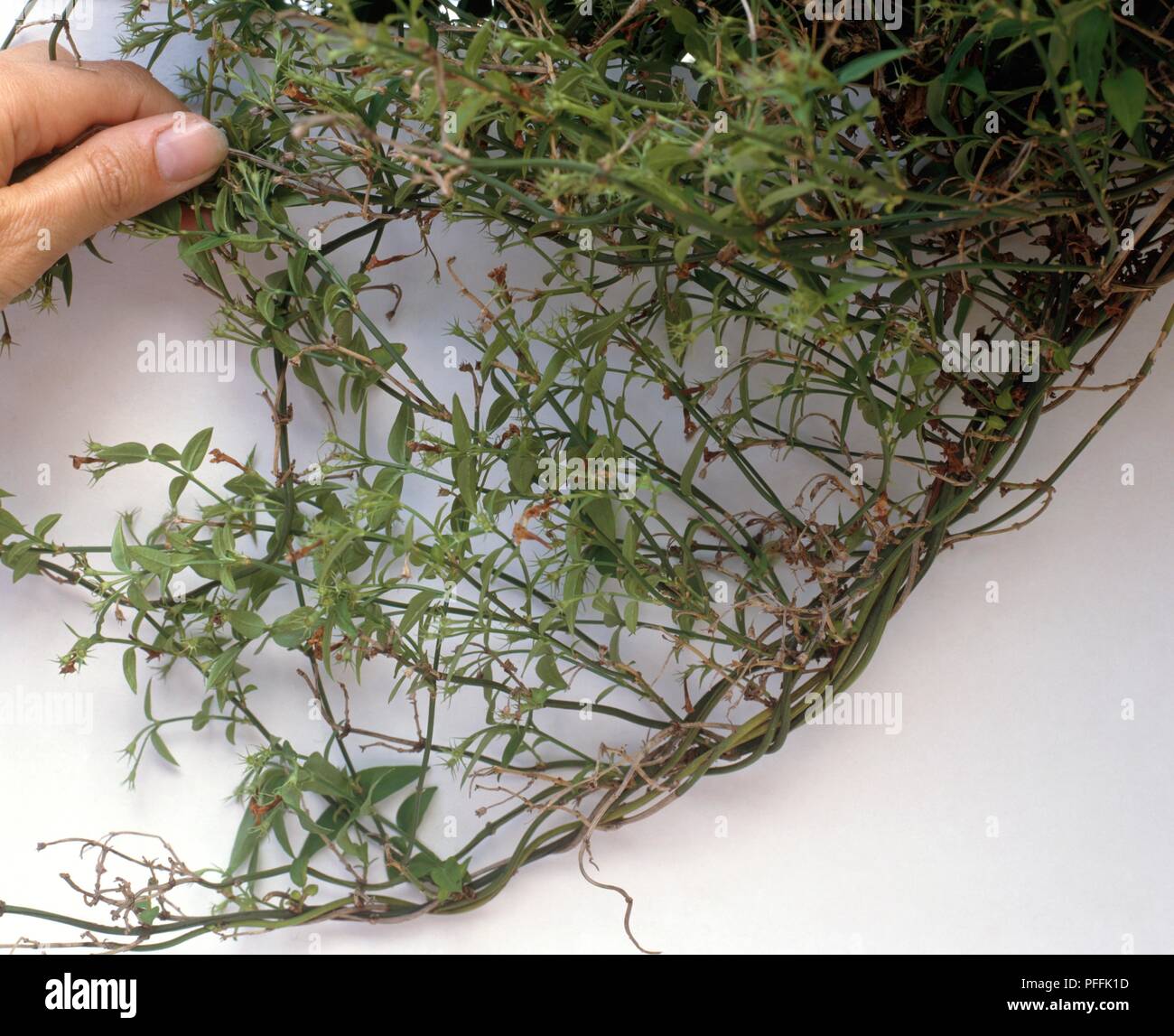 Climbing plant with tangled roots and stems Stock Photo - Alamy