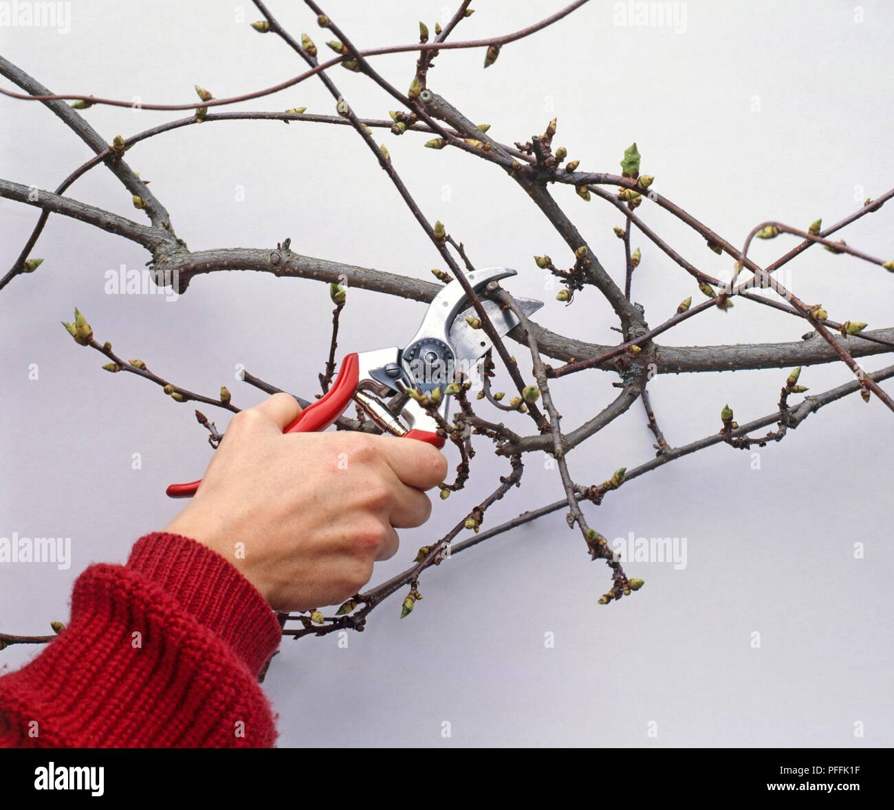 Using secateurs to thin out overcrowded stems, removing weak and ...