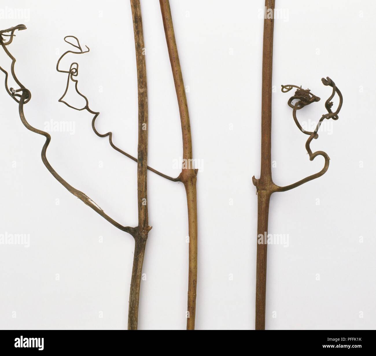 Hardwood stem with overripe, soft, and underripe wood, and hardwood ...