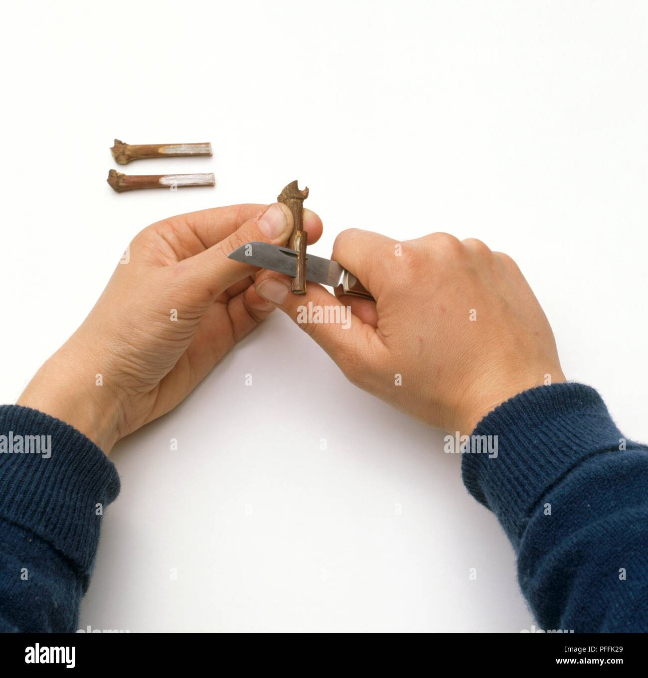 Using penknife to pare away outer hardwood of cutting, making a clean ...