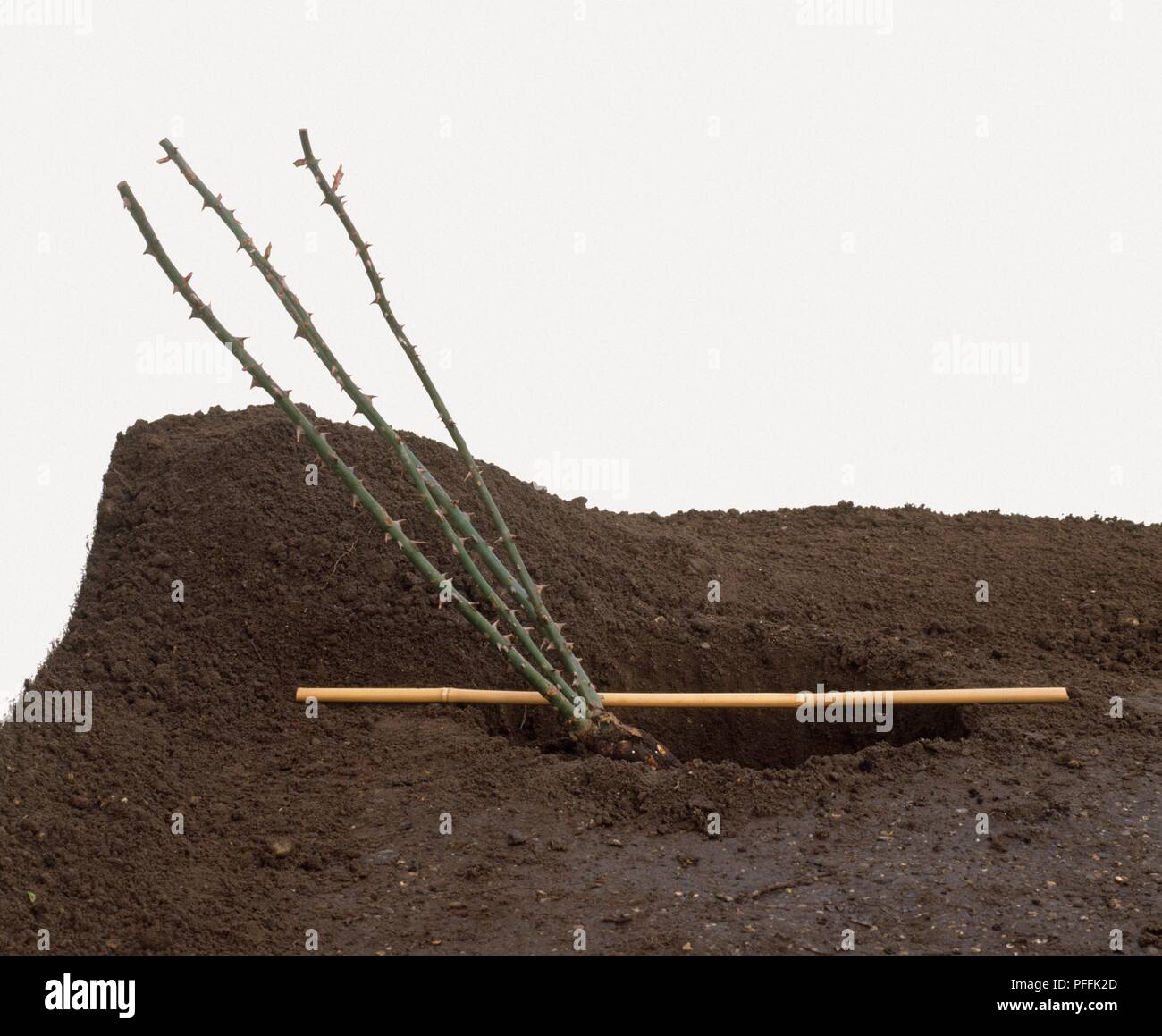 Planting a climbing rose in hole in the ground, leaning at angle so ...