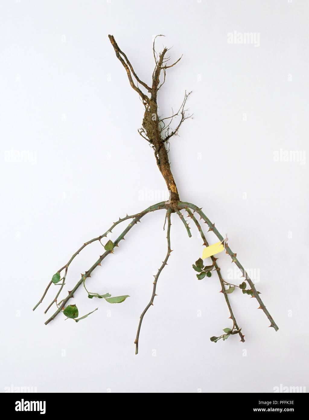 Bush rose showing spindly shoots and stunted root system Stock Photo ...