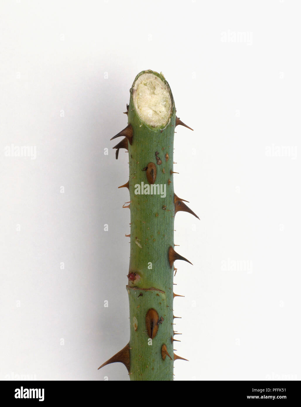 Pruned cut stem hi-res stock photography and images - Alamy