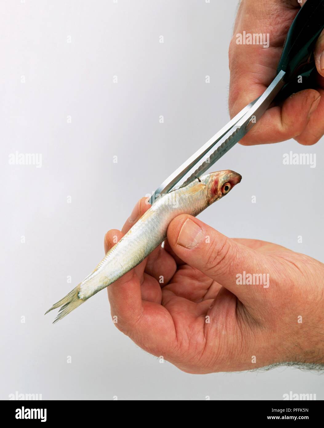 Using scissors to cut along belly of sprat Stock Photo - Alamy