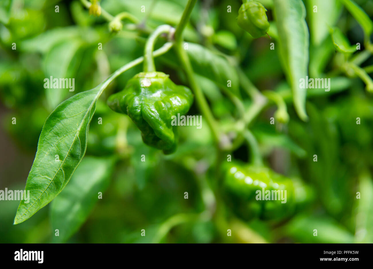 Red Scotch Bonnet chilli plant growing in garden pot still green as ...