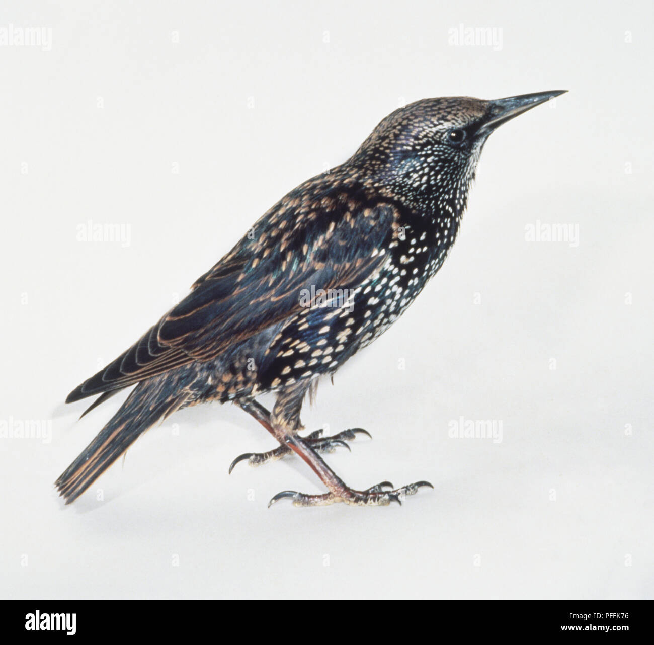 Starling side view hi-res stock photography and images - Alamy