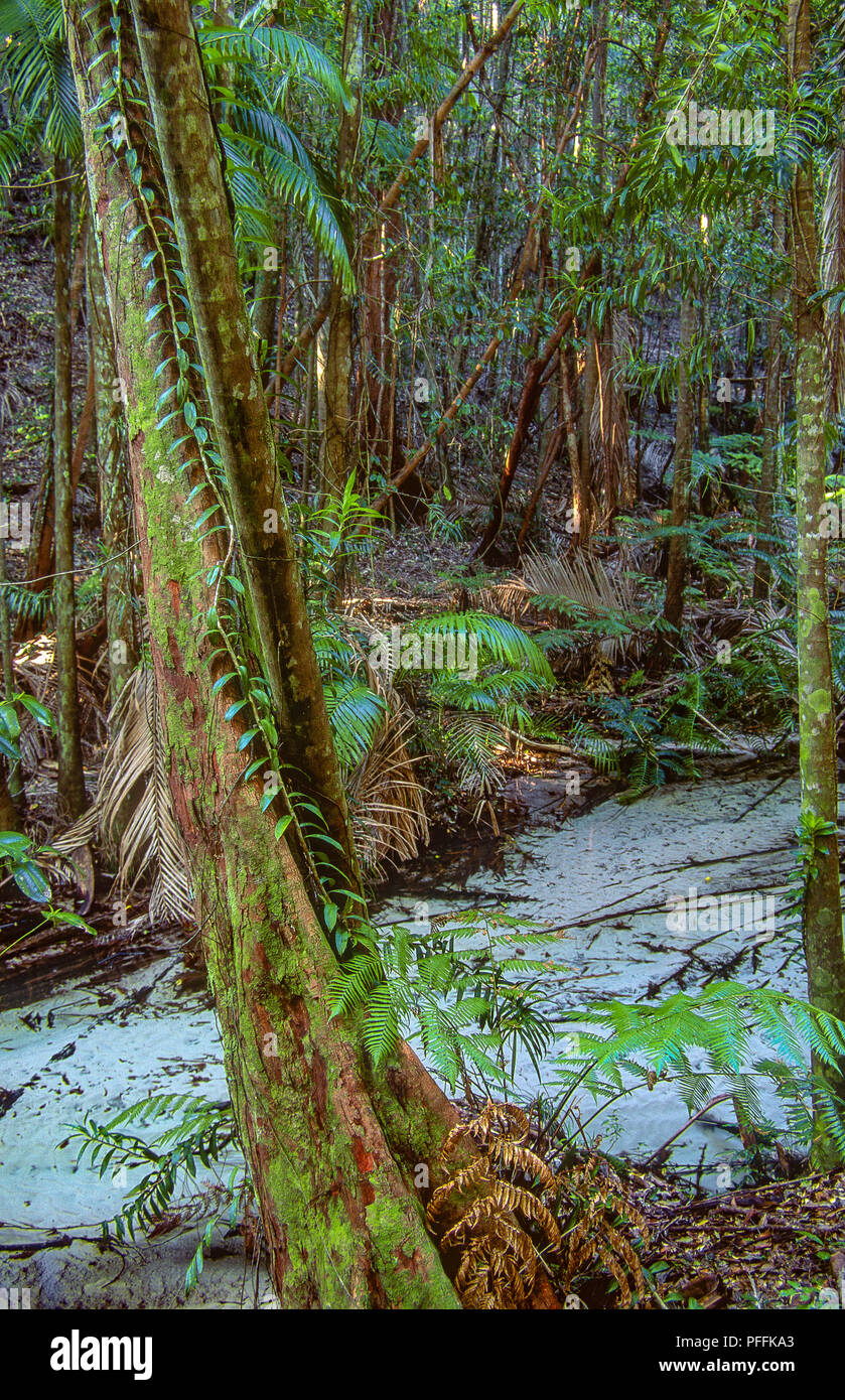 Australia Frazer island Stock Photo - Alamy