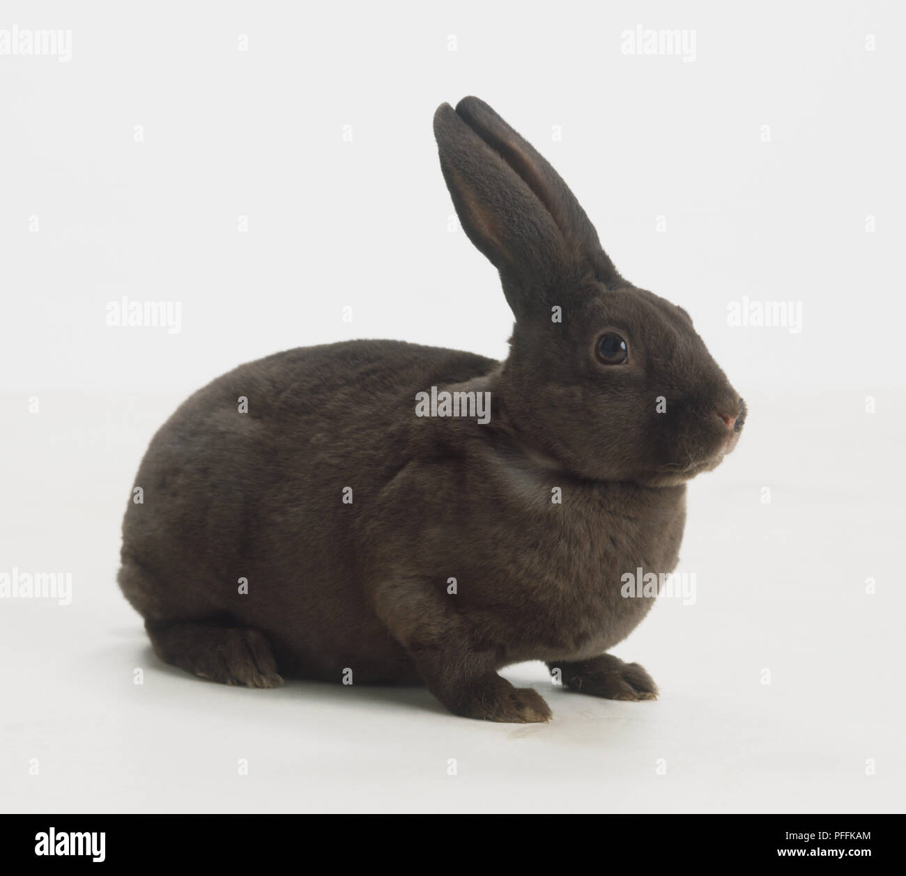 Sitting dark grey Mini-rex Rabbit (Leporidae), side view Stock Photo ...