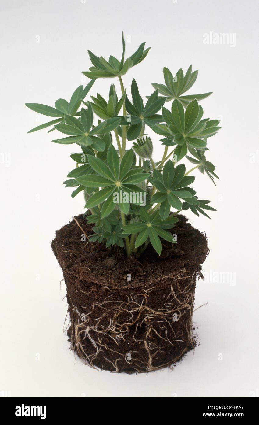 Lupin pot plant, with roots showing, close-up Stock Photo - Alamy