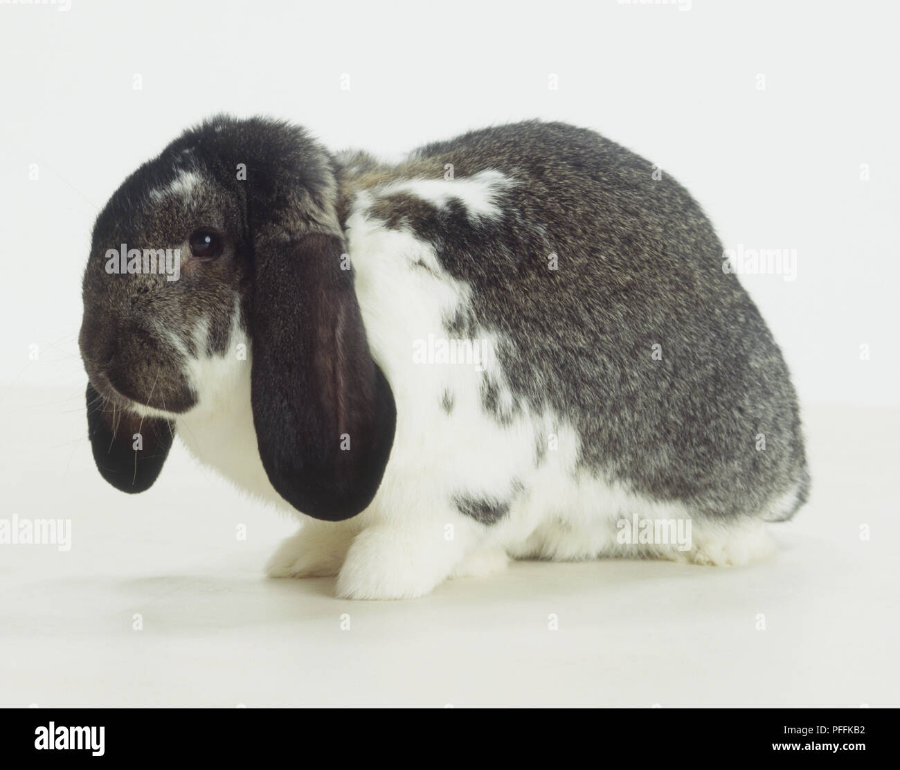 White grey french lop hi-res stock photography and images - Alamy