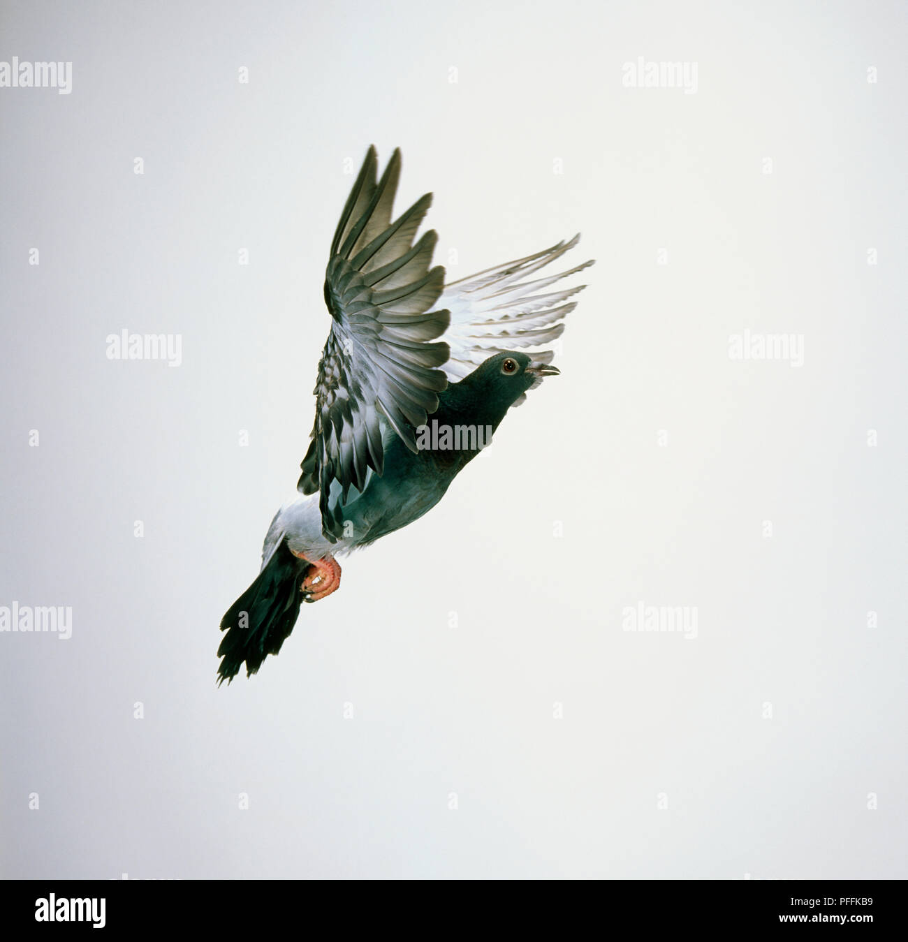 Pigeon with wings raised in flight, side view Stock Photo - Alamy
