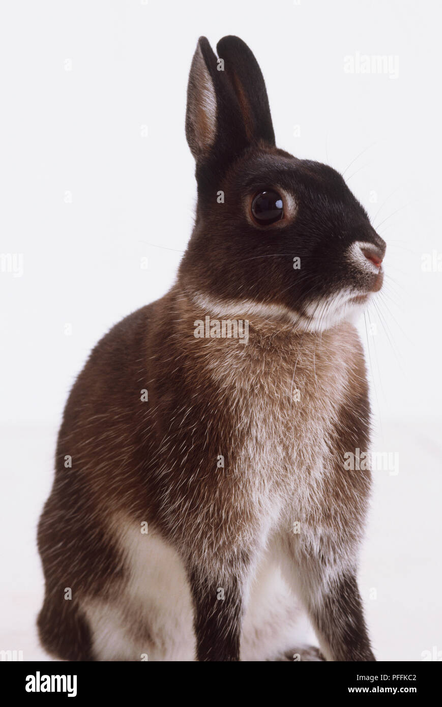 Sitting Grey Rabbit (Oryctolagus Cuniculus), side view Stock Photo - Alamy
